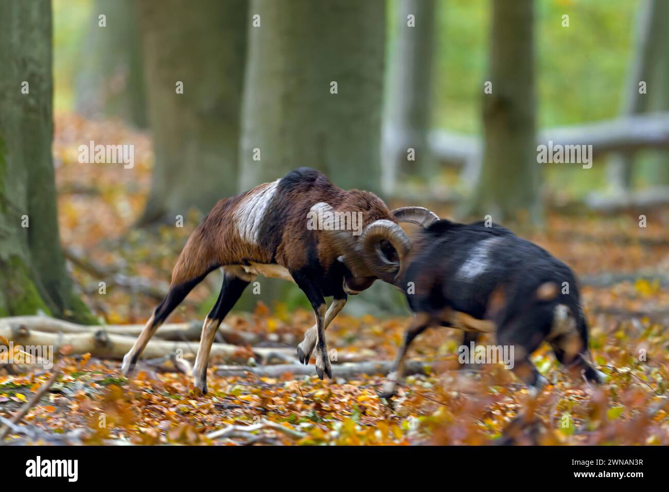 Butting horns hi-res stock photography and images - Alamy