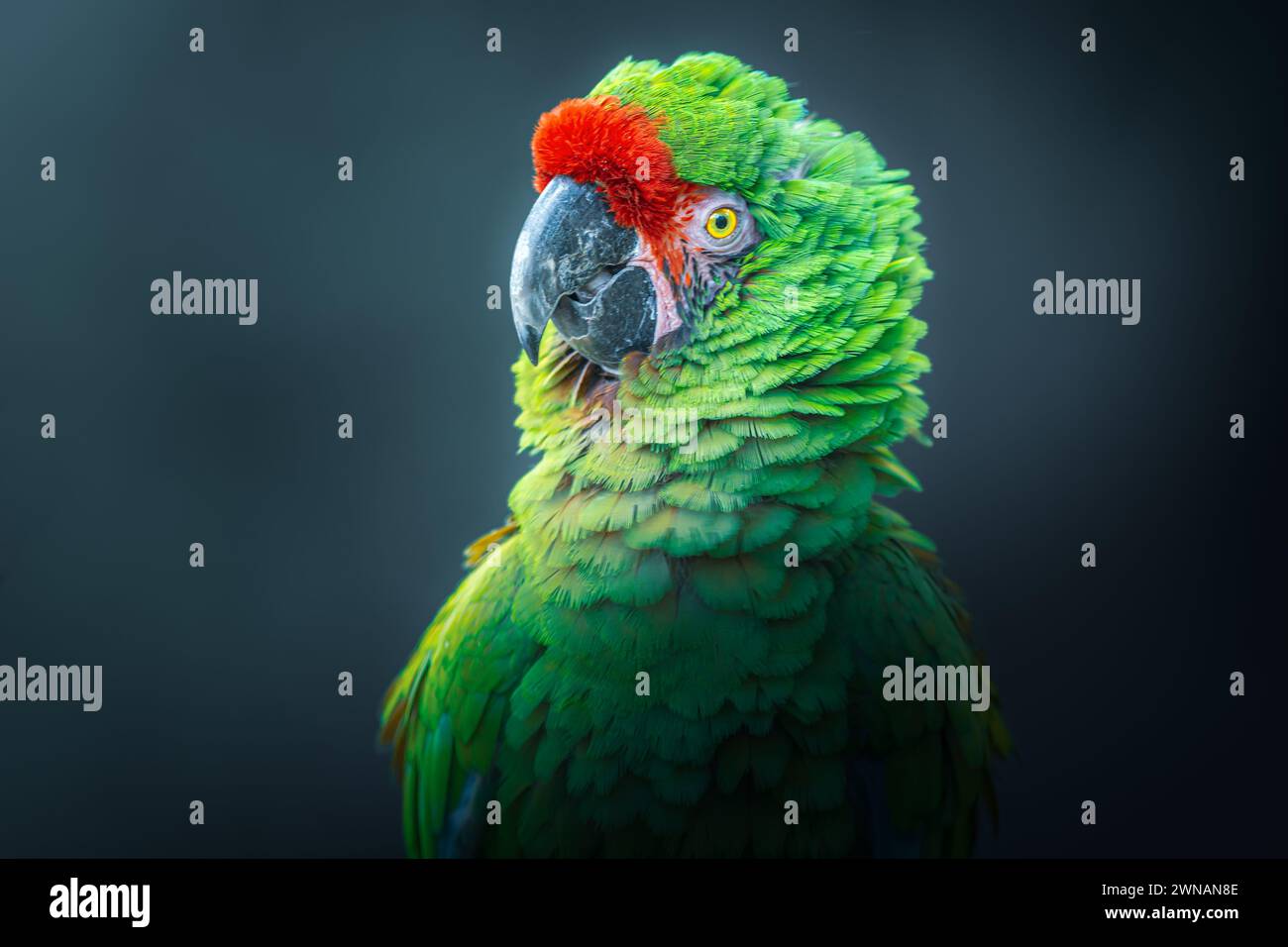 Photography taken of a posing Military macaw green parrot (Ara ...