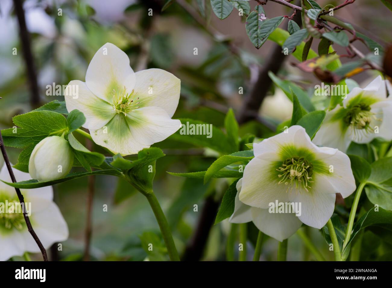 Eleganz der Christrose , Deutschland, 01.03.2024, Zarte Christrosen in ...
