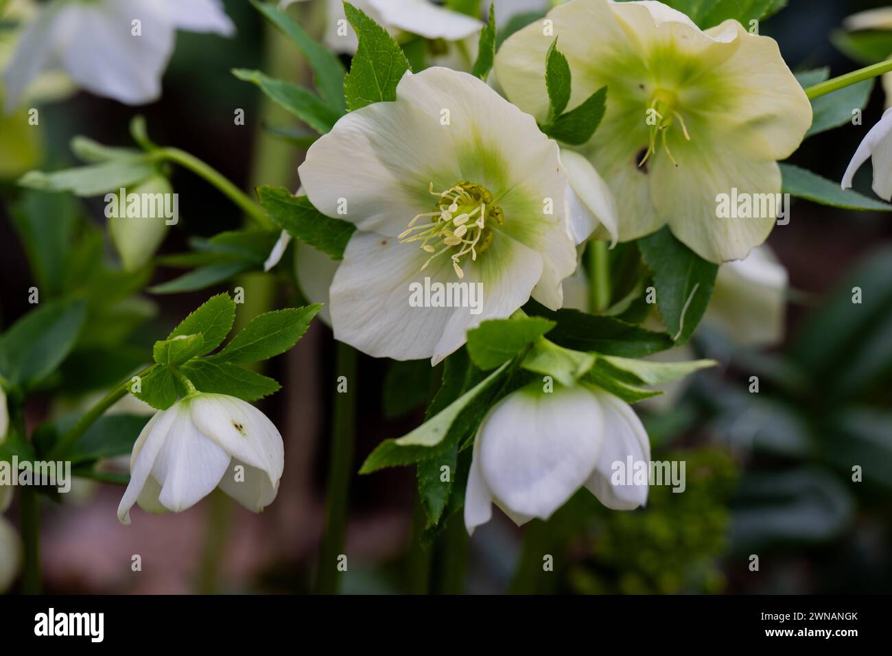 Lebendige rose hi-res stock photography and images - Alamy