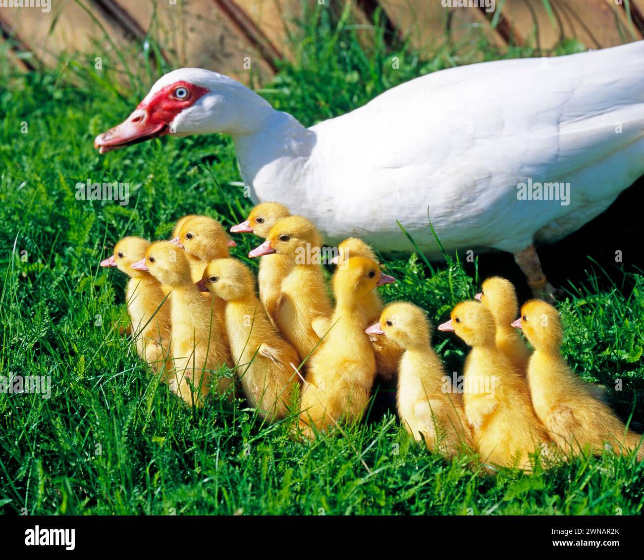 Entenmutter hi-res stock photography and images - Alamy