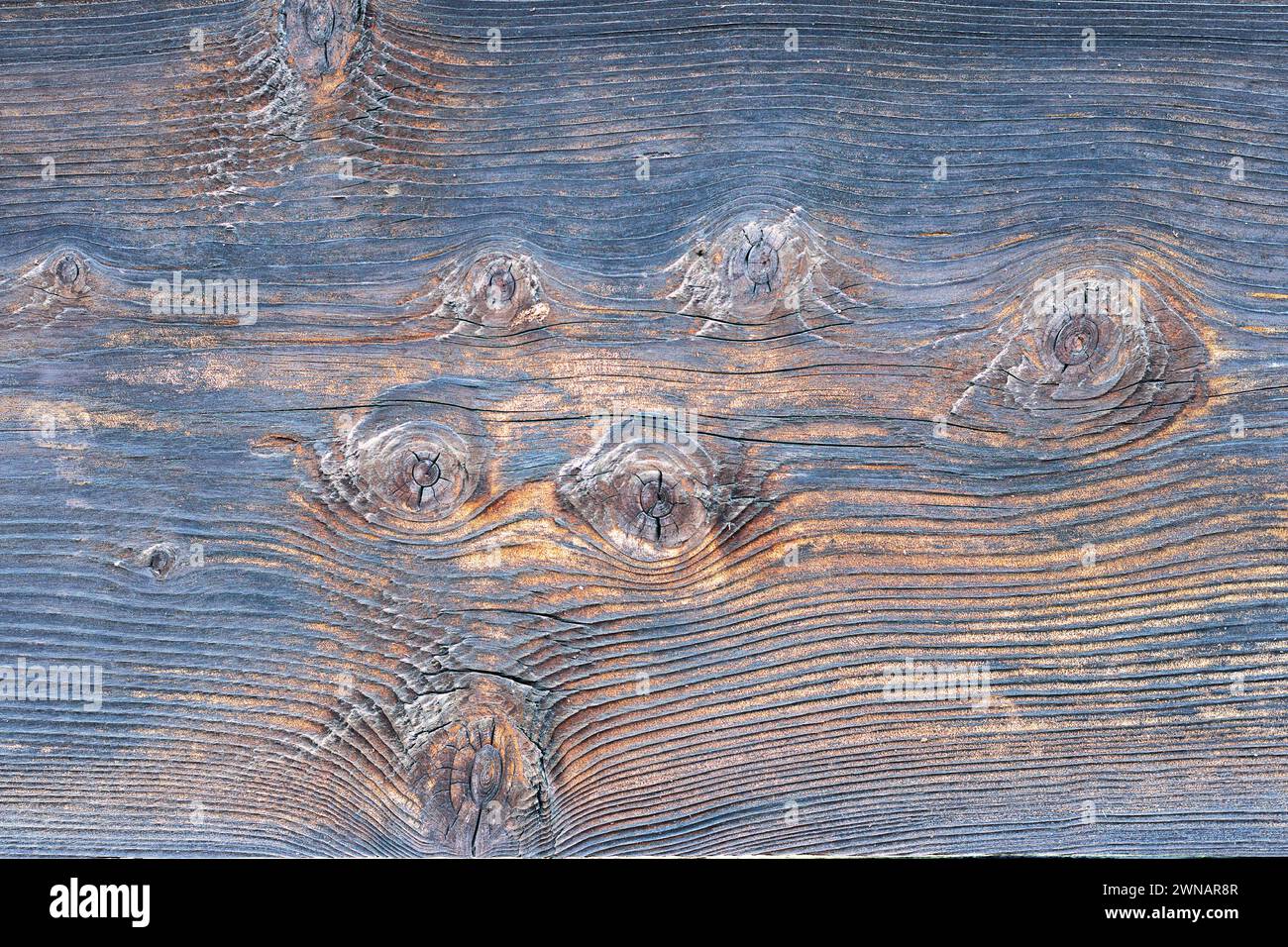 beautiful real spruce texture ready for your design Stock Photo - Alamy