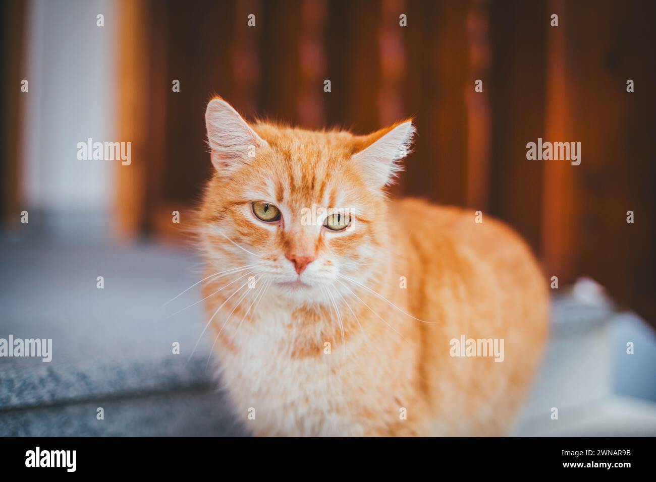 Red tabby tom cat Stock Photo - Alamy
