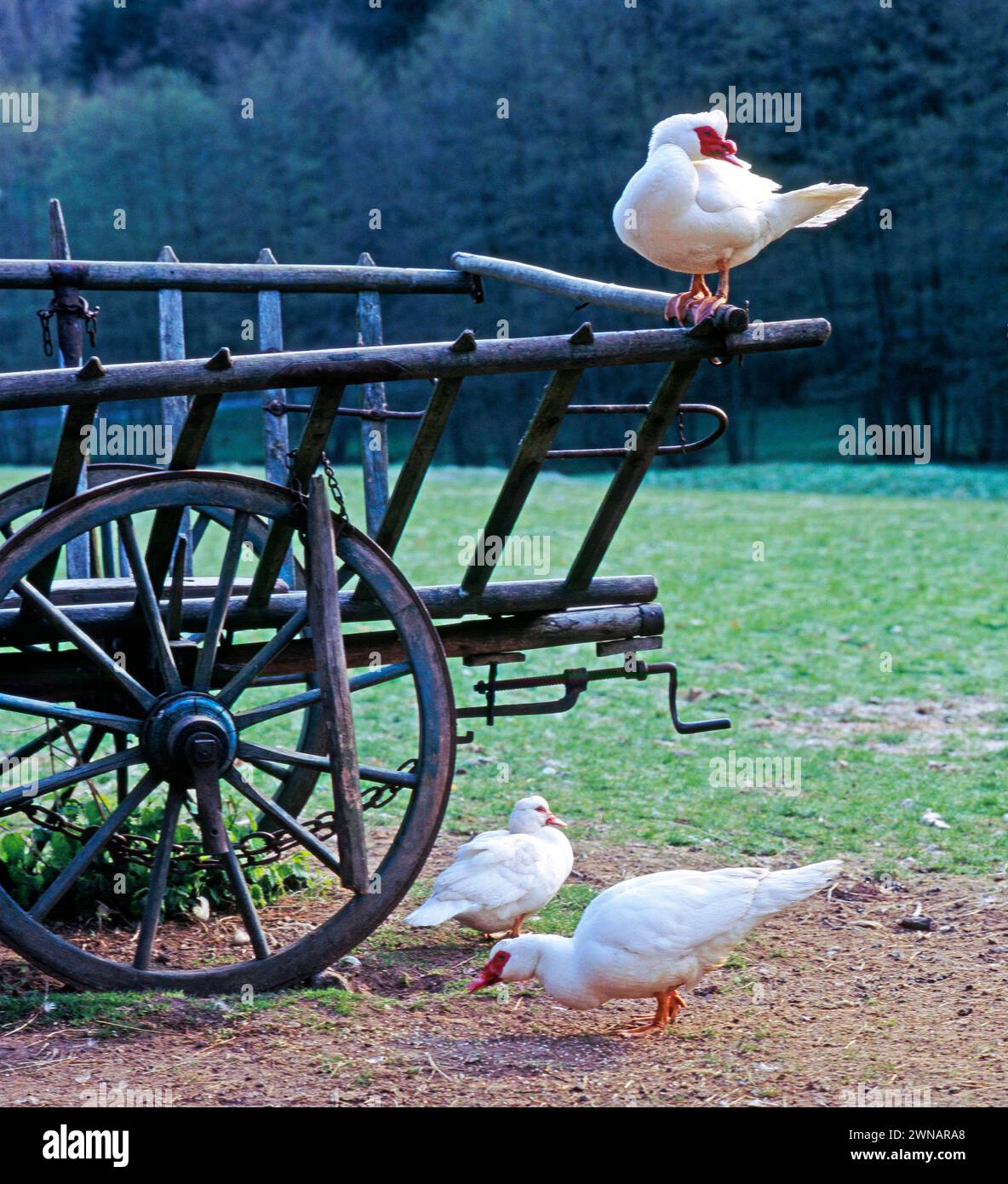 Hausenten, auch Moschusenten, Cairina moschata auf einem Bauernwagen ...