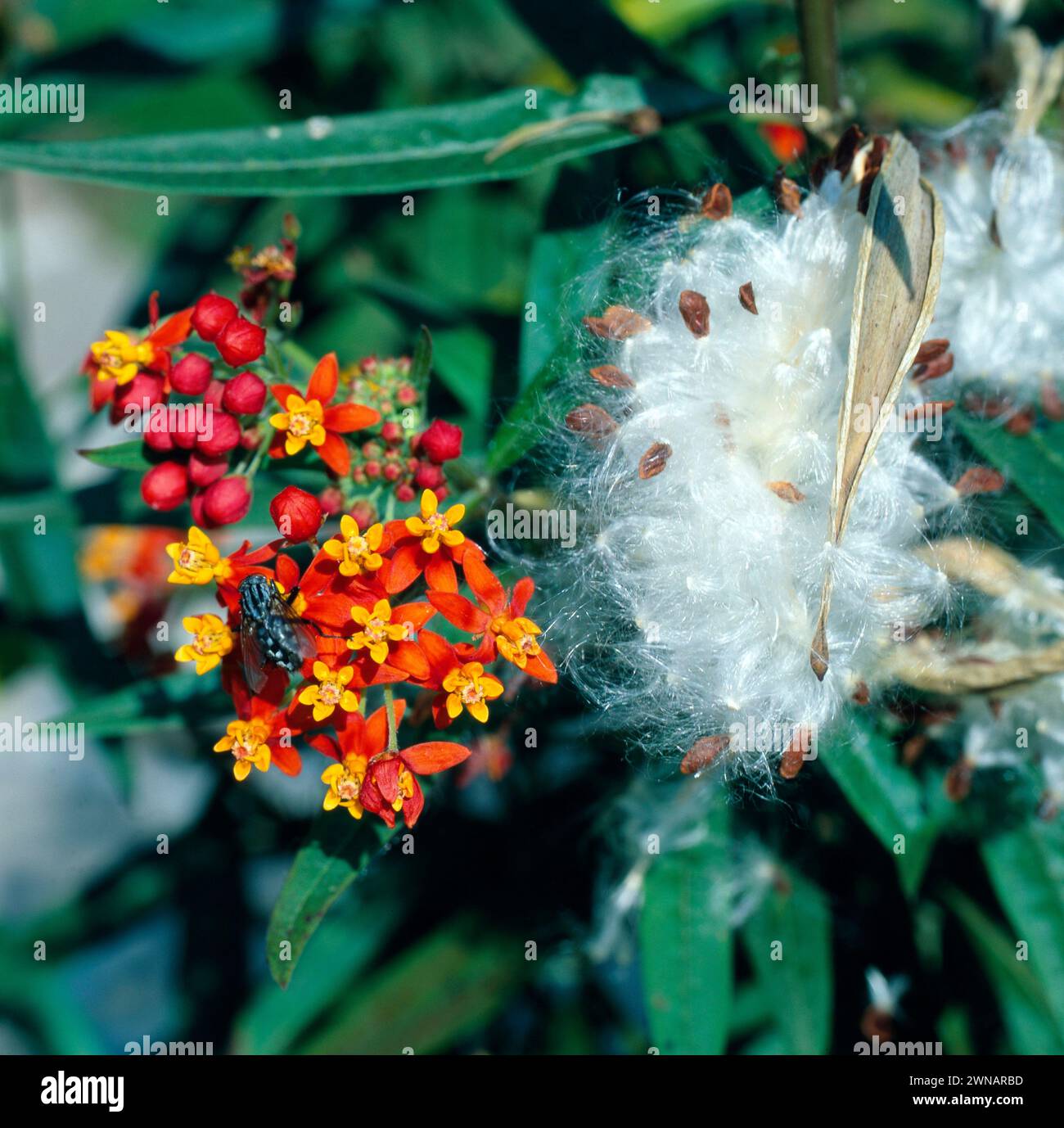 Plant native to north africa hi-res stock photography and images - Alamy