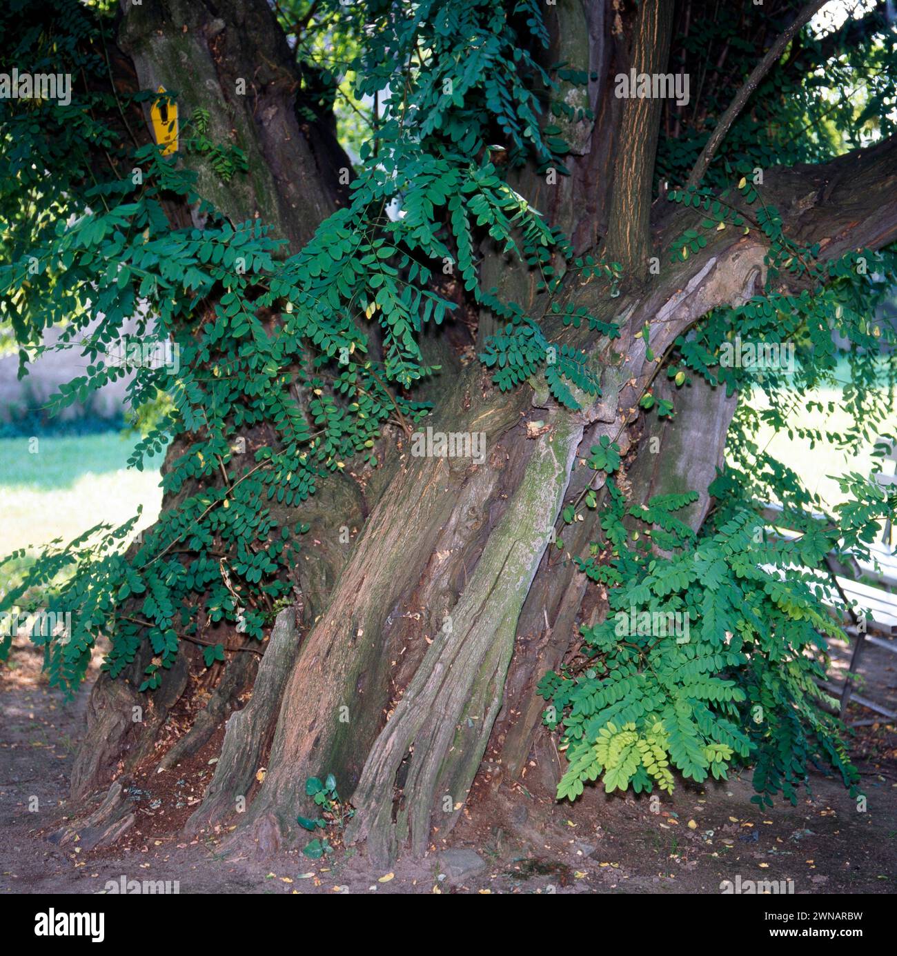 Wie eine verzauberte Baumgestalt aus einem Maerchen wirkt die urige ...