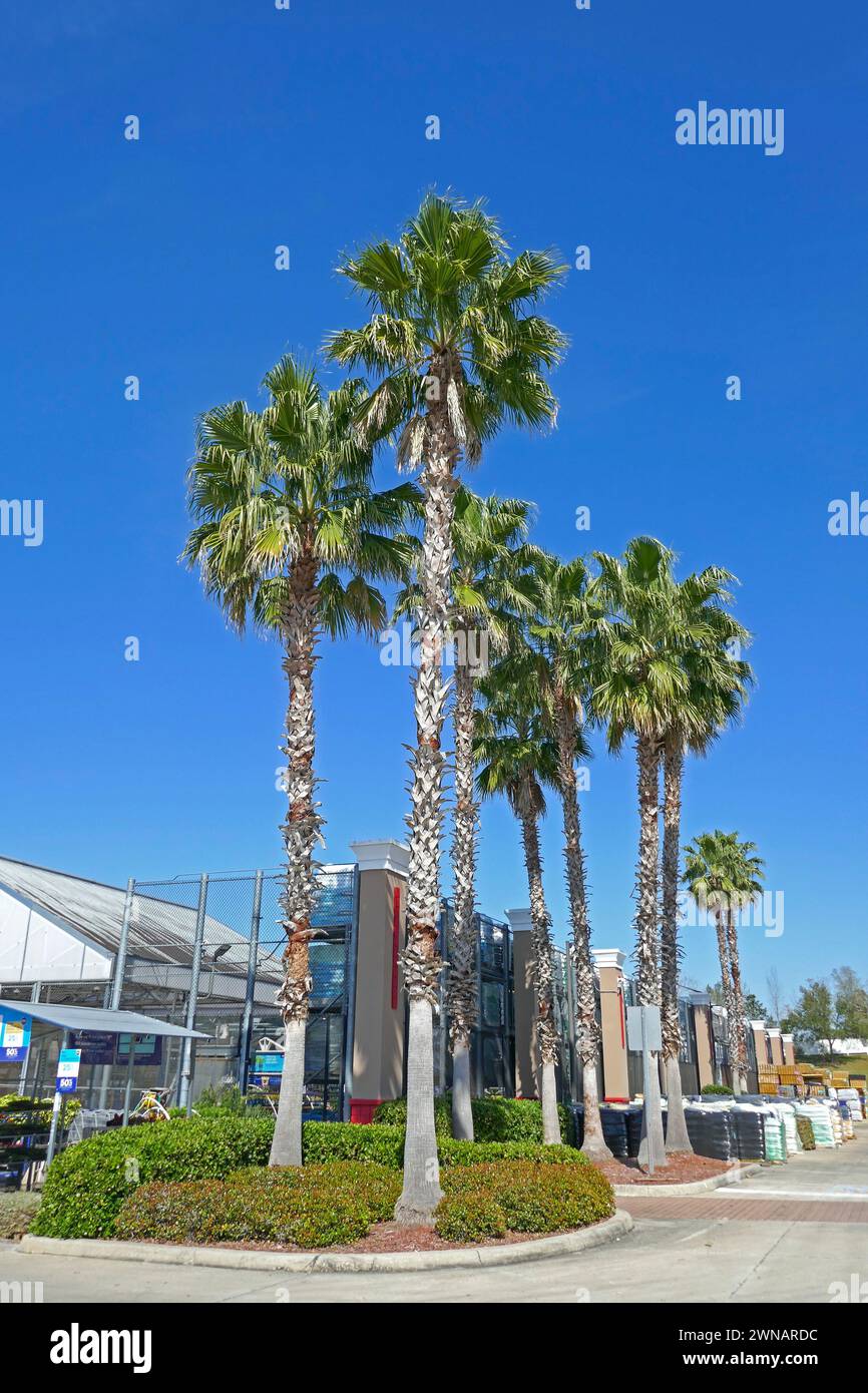 Sabal Palmetto or Sabal Palm, or Cabbage Palm...Arecaceae (Palmae ...