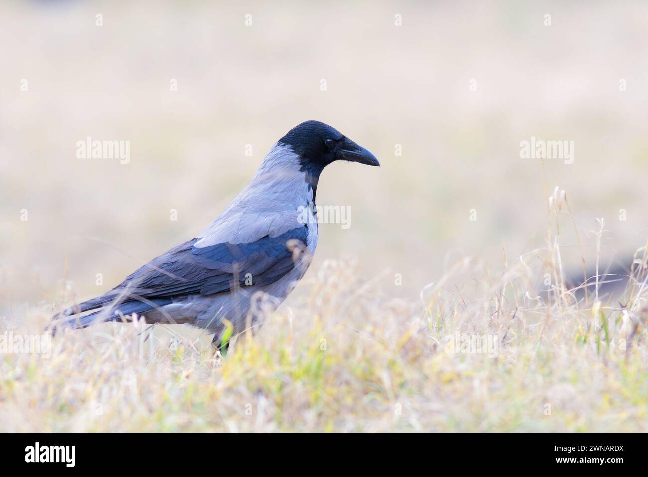 Foraging crow hi-res stock photography and images - Alamy