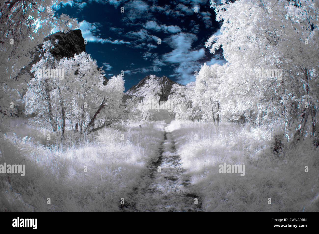 A tranquil scene showing a path winding through a forest with an ...