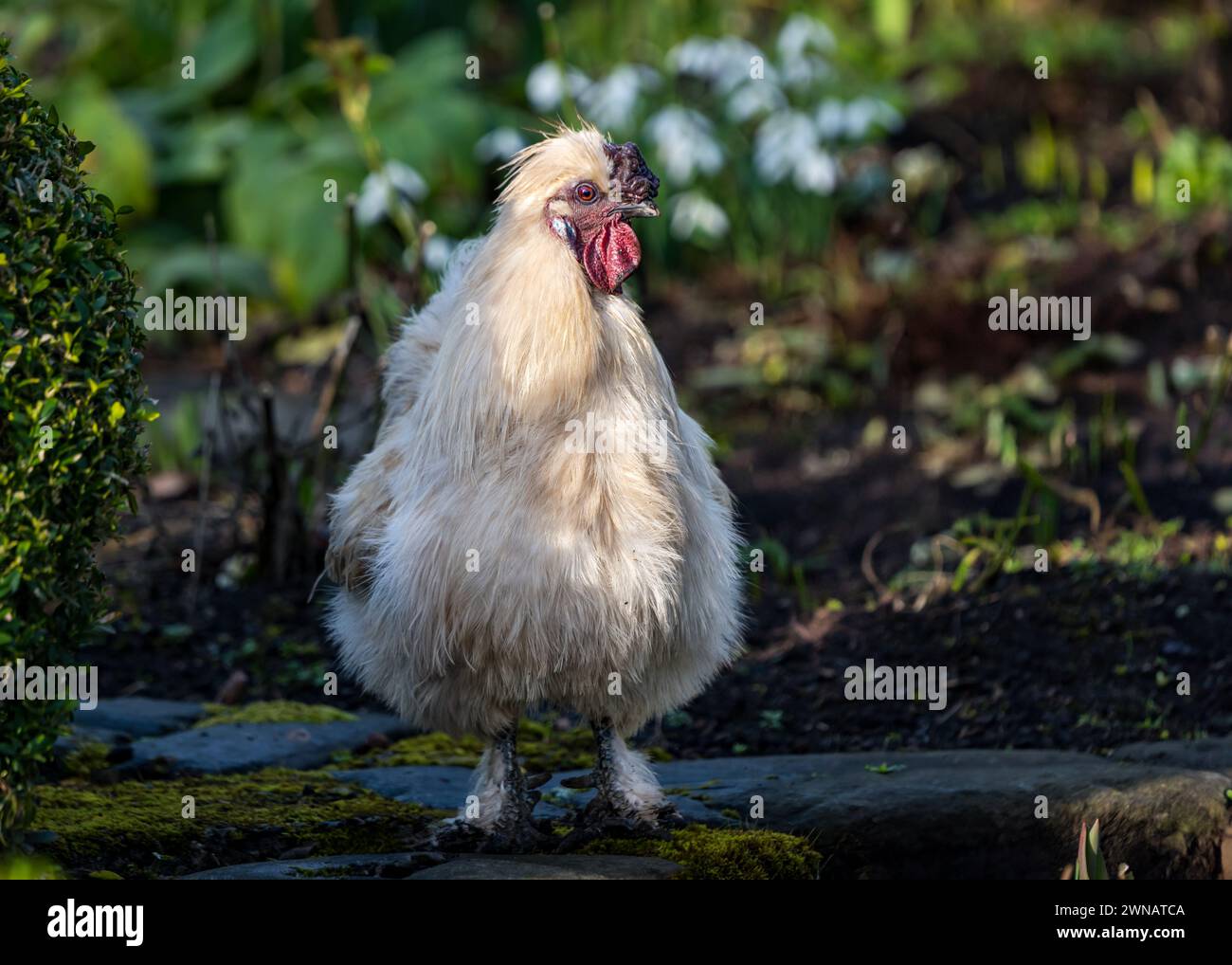 White silkie cockerel wandering in Shepherd House garden, Inveresk ...