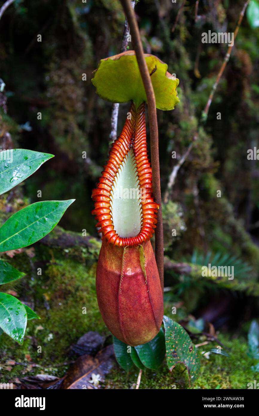 Pitcher plant in rainforest at Malaysian Borneo on the slopes of ...