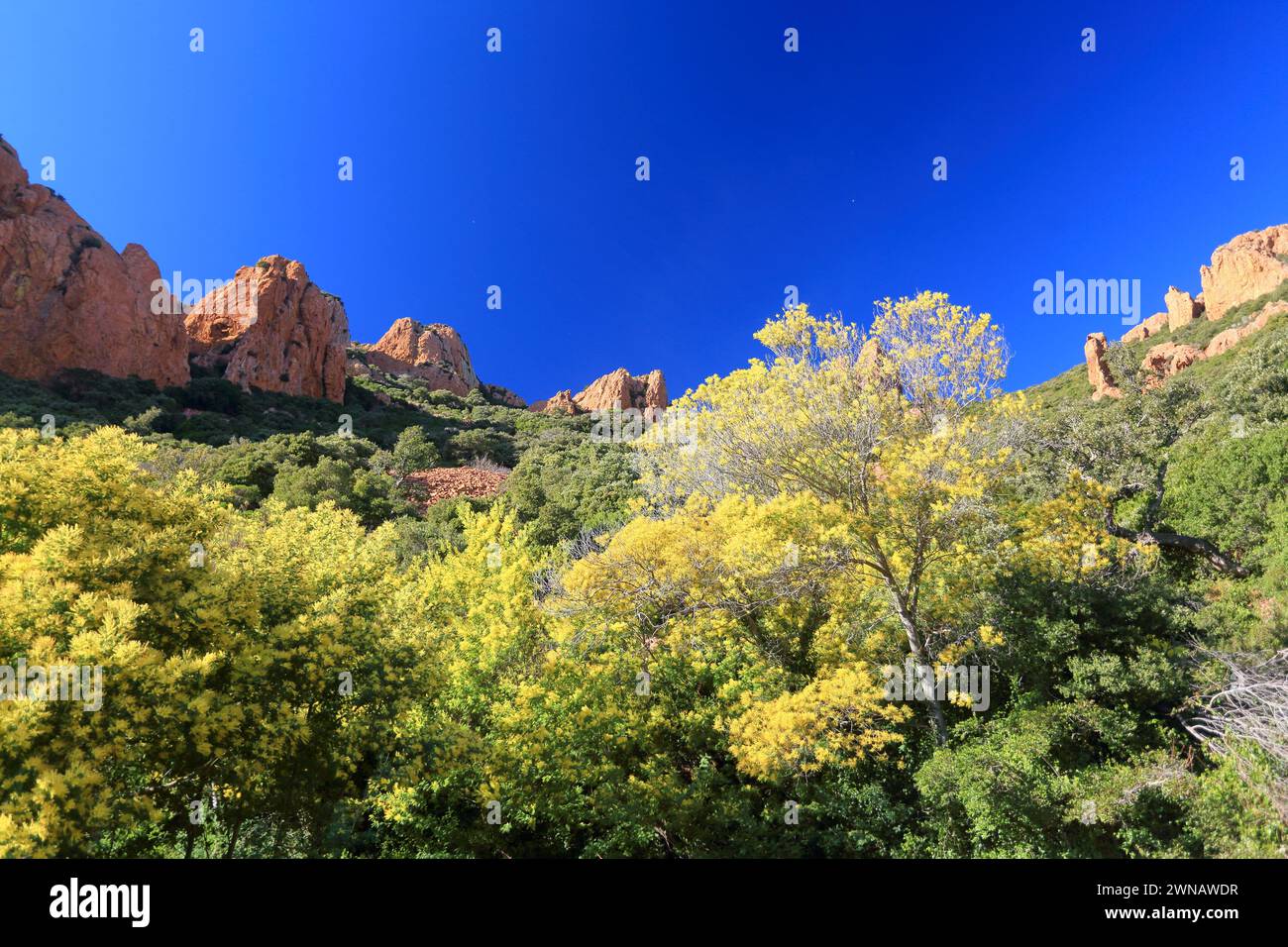 Nature, landscape and blossom mimosa in the Esterel, Var, 83, French ...
