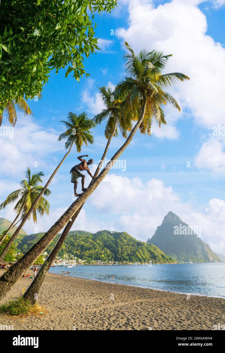 Palmtrees and Tree Climber at Soufriere Beach Park and bay at sunset ...