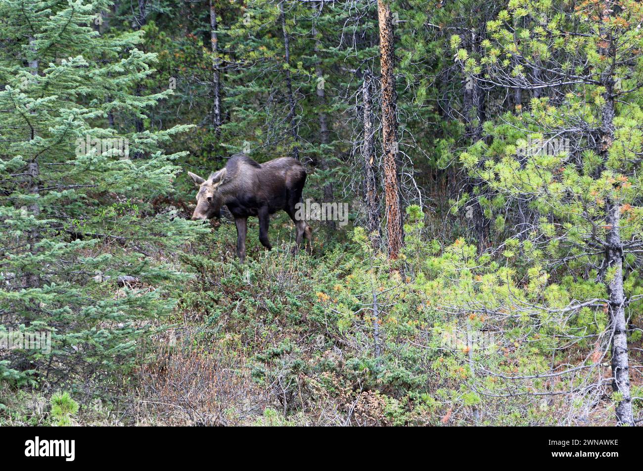 Female moose hi-res stock photography and images - Alamy