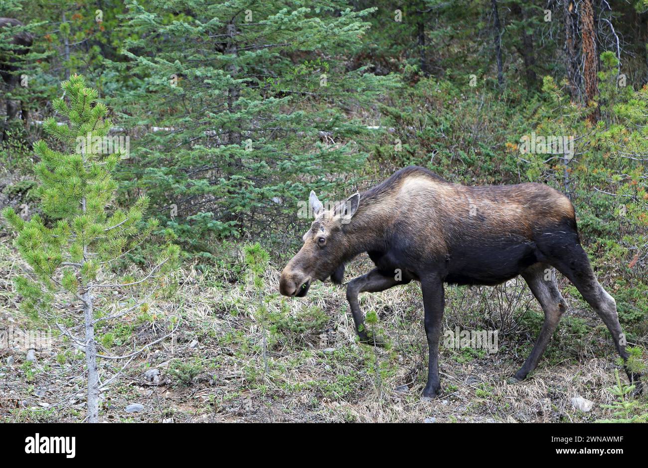 Female moose hi-res stock photography and images - Alamy
