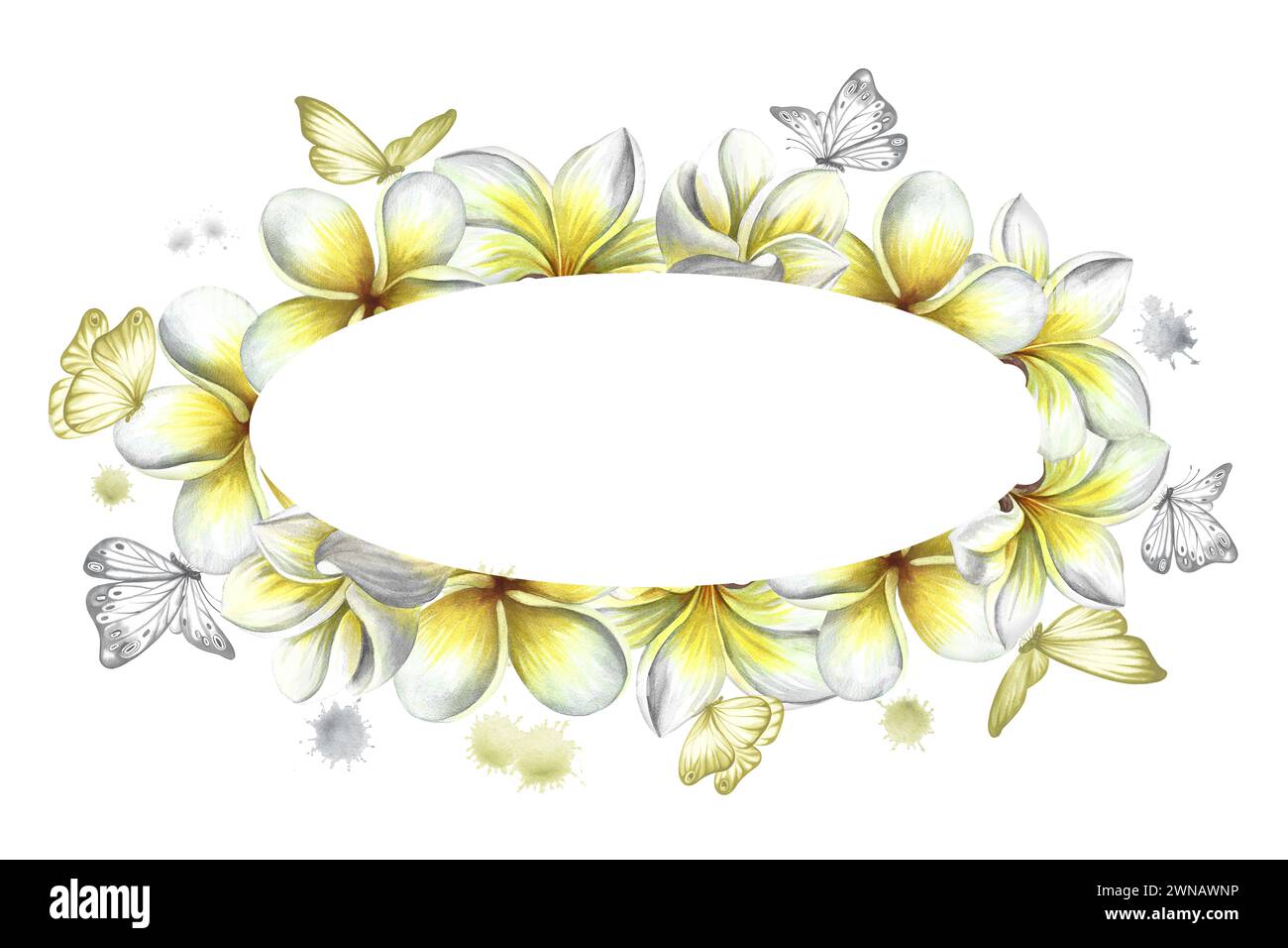 Oval frame with plumeria and butterflies, tropical fragrant frangipani ...