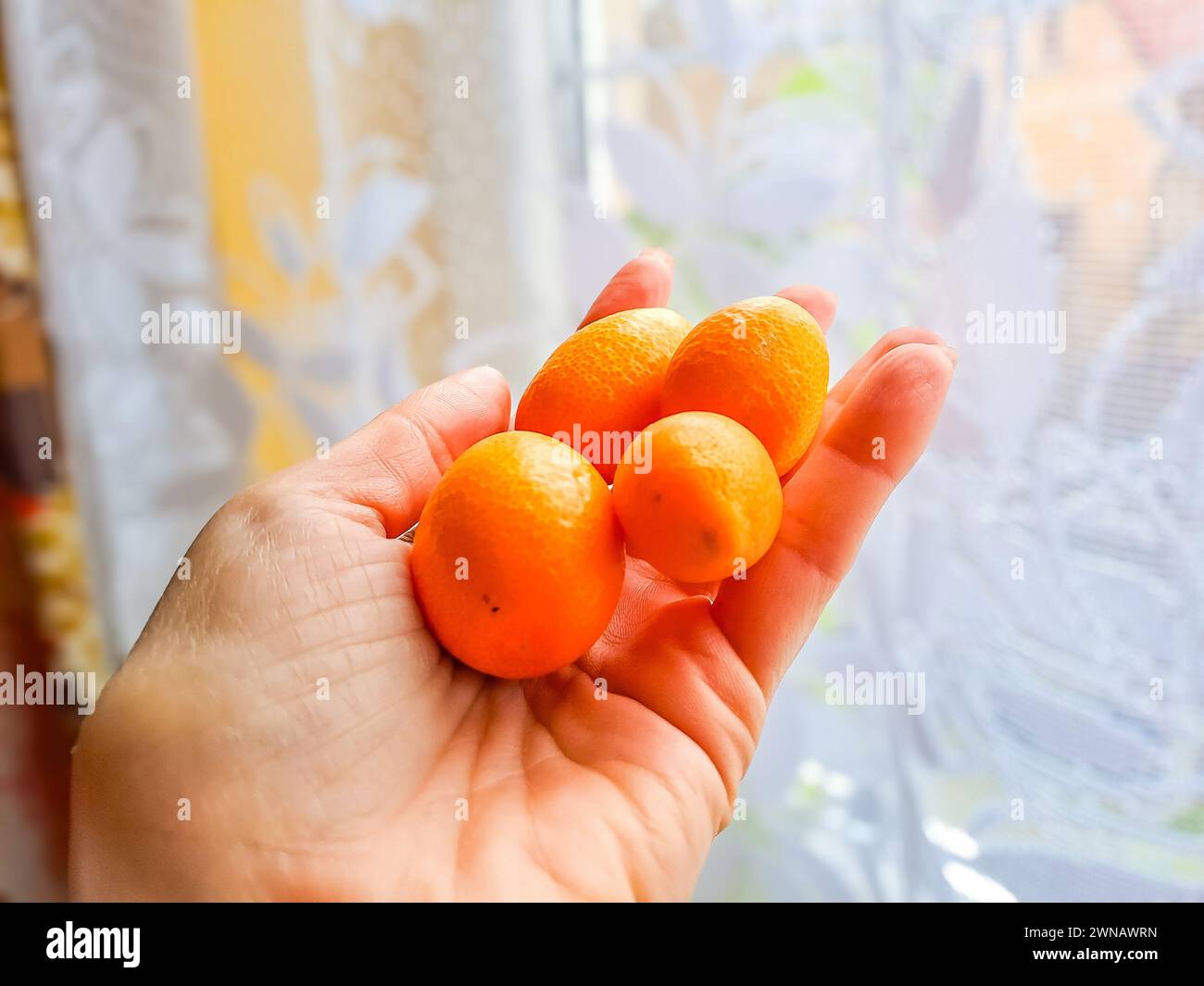 Kumquat fruits picked from the tree in the woman hand. Kinkan is native ...