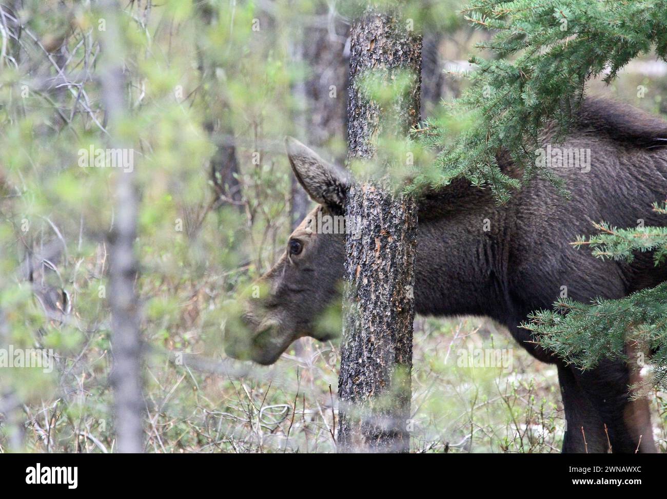 Female moose hi-res stock photography and images - Alamy