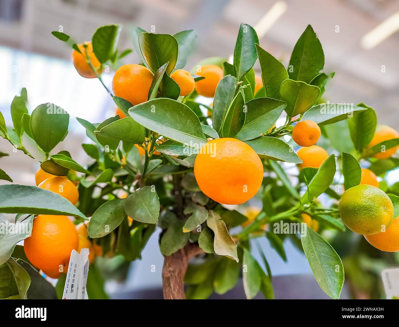 Kumquat fruits picked from the tree. Kinkan is native to China Stock ...