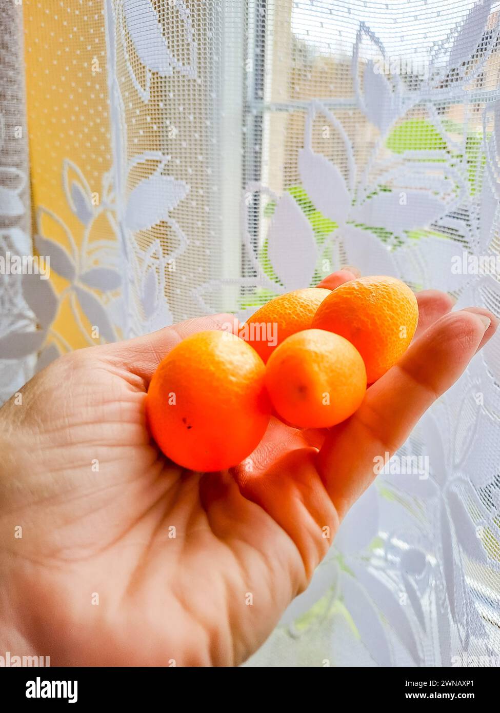 Kumquat fruits picked from the tree in the woman hand. Kinkan is native ...