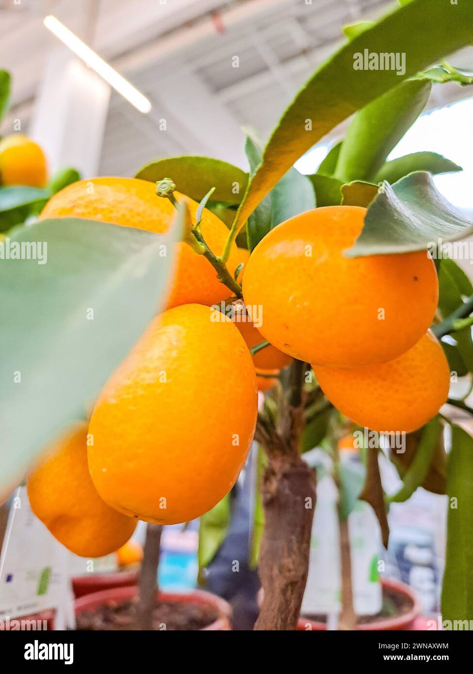 Kumquat fruits picked from the tree. Kinkan is native to China Stock ...