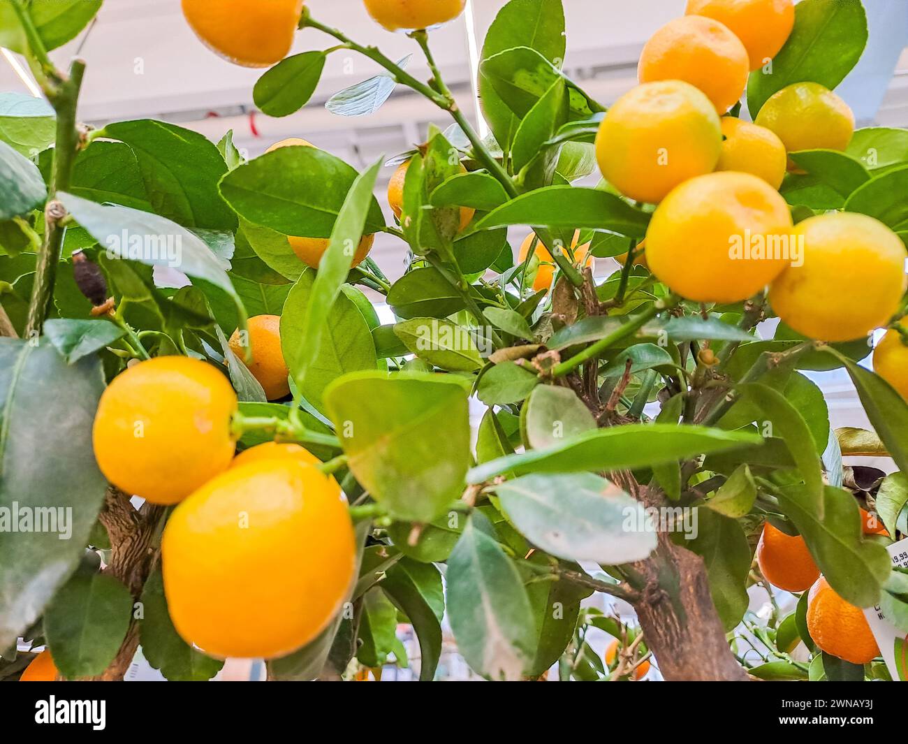 Kumquat fruits picked from the tree. Kinkan is native to China Stock ...