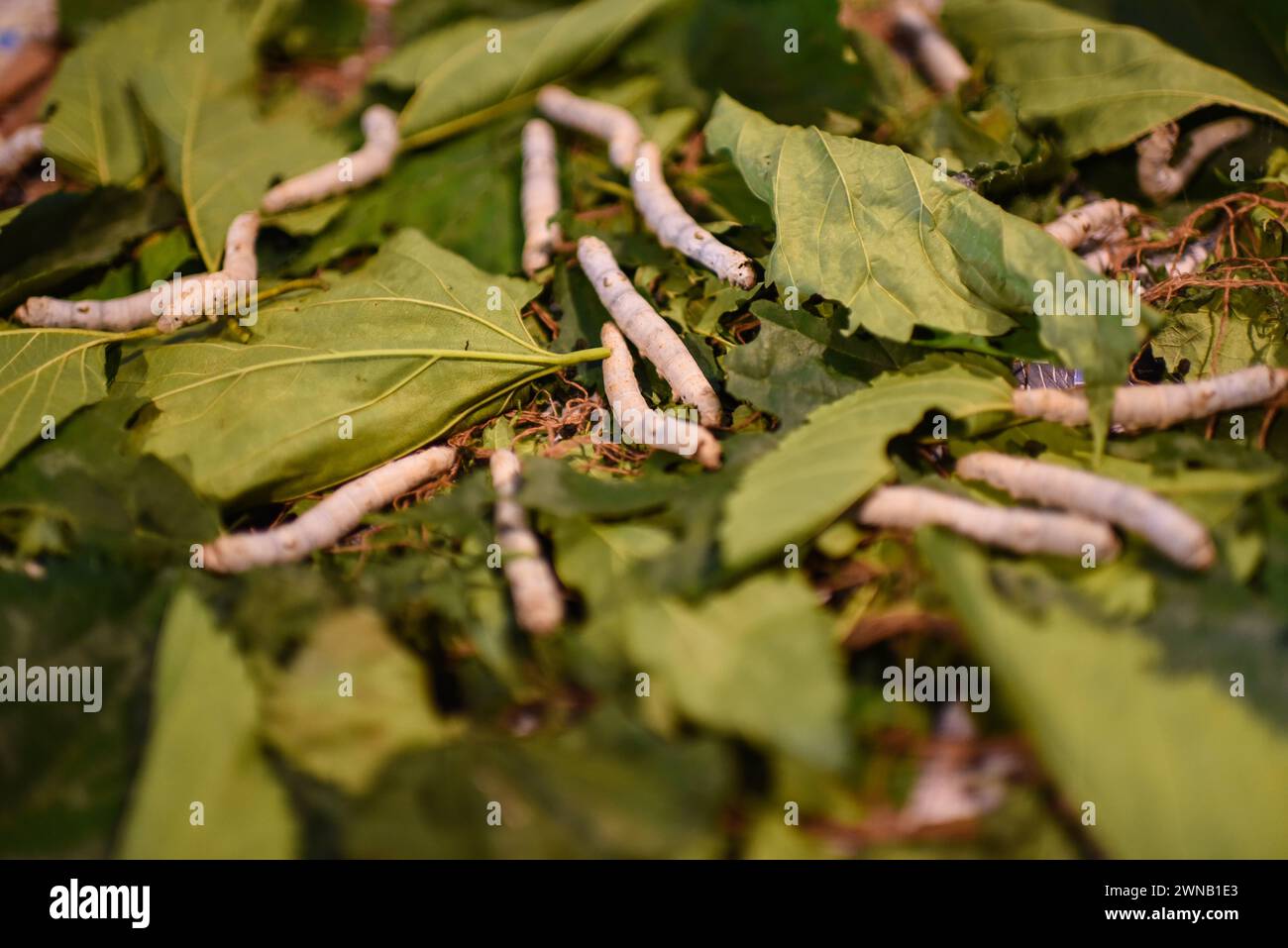 Silk worm (Bombys mori) cocoons in traditional frame at Hida folk ...
