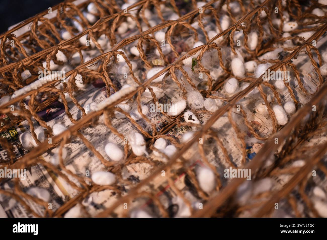 Silk worm (Bombys mori) cocoons in traditional frame at Hida folk ...