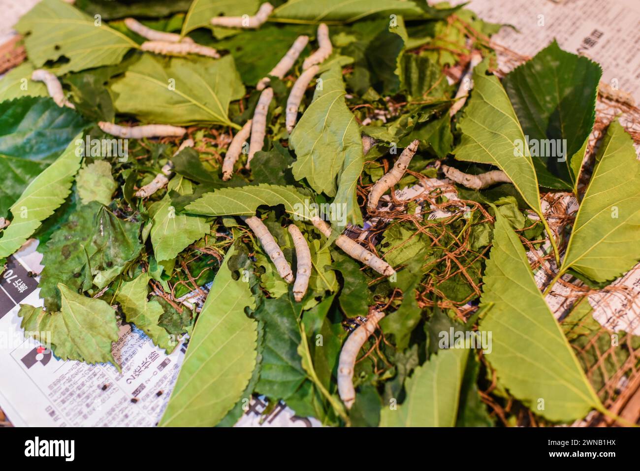 Silk worm (Bombys mori) cocoons in traditional frame at Hida folk ...