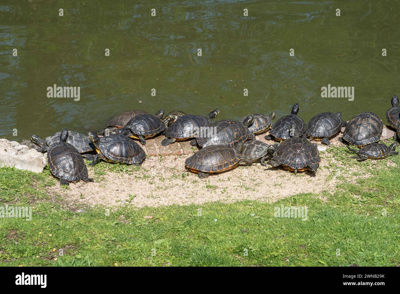Turtles in the sun in El Retiro Park in Madrid Spain Stock Photo - Alamy