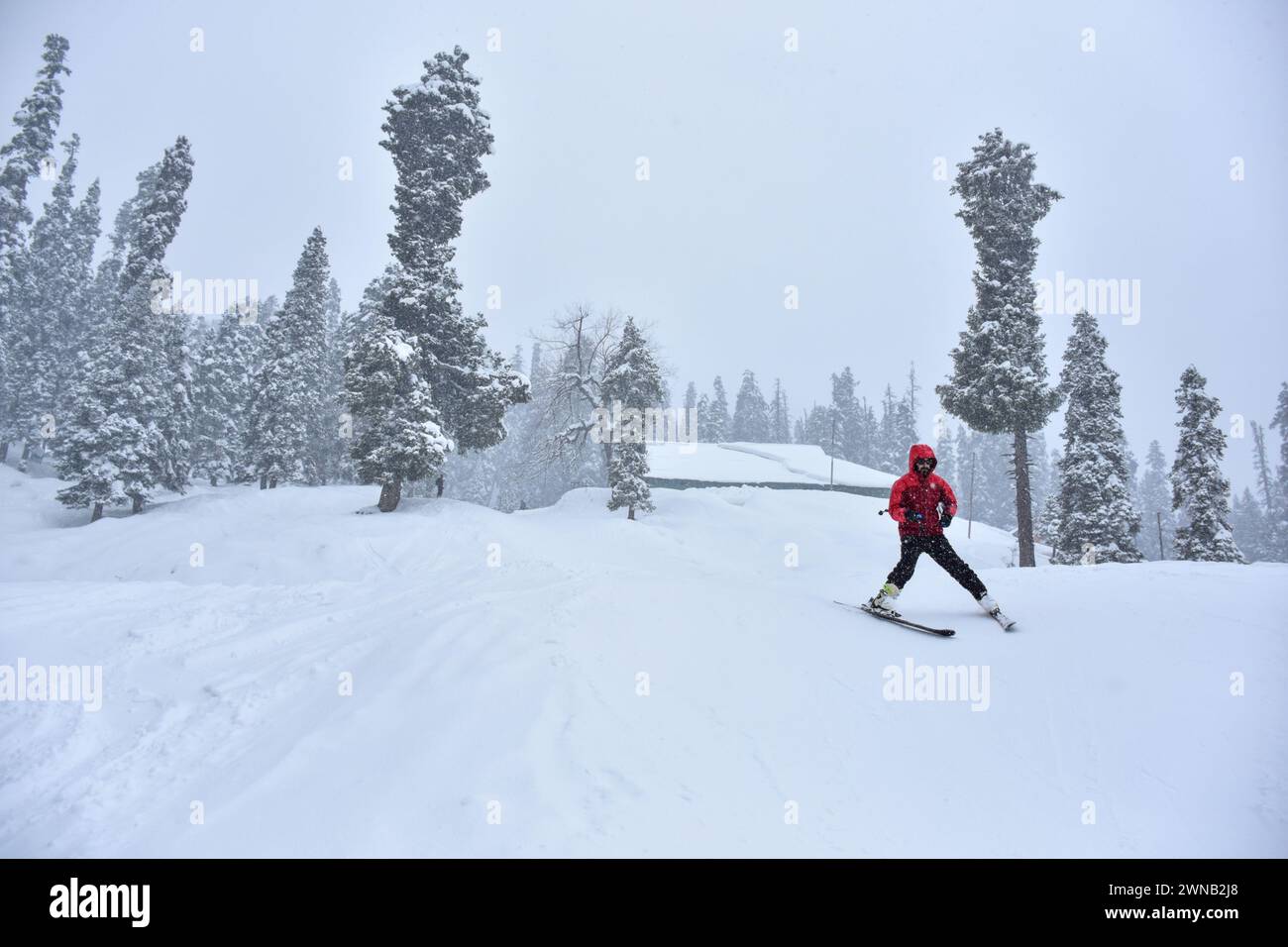 A skier seen in action during heavy snowfall in Gulmarg, a world famous ...