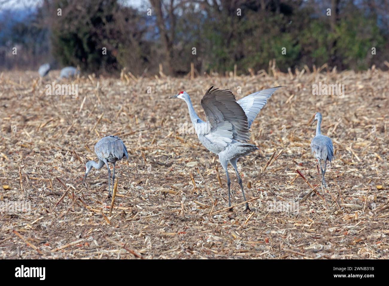 Sandhill cranes, in a plowed cornfield, dance and prance to display ...