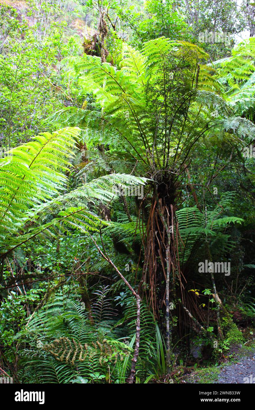 Tree fern with leaf fronds on New Zealand Stock Photo - Alamy