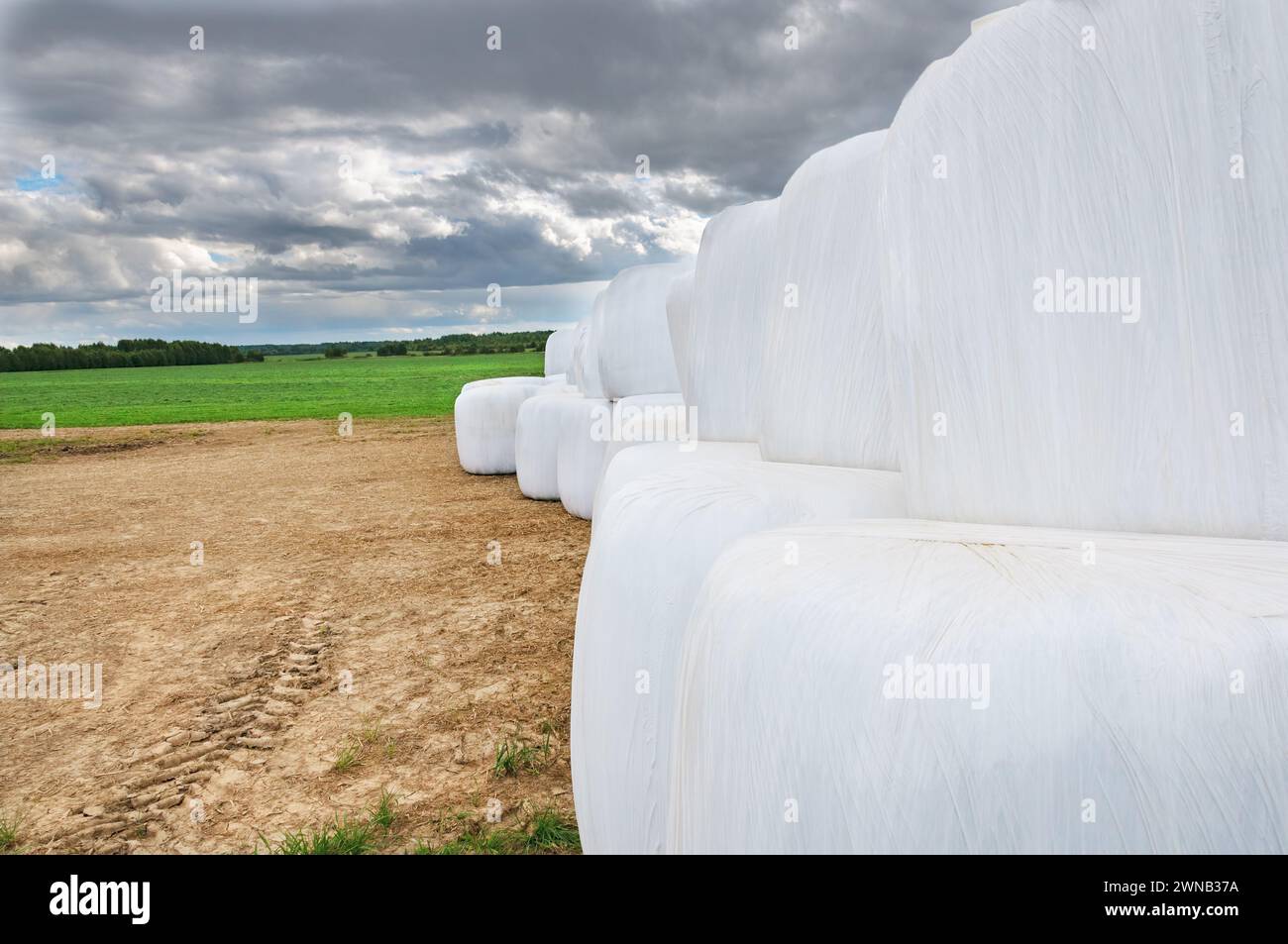 Many white silage bales lie on the field. Russia Tver region Stock ...