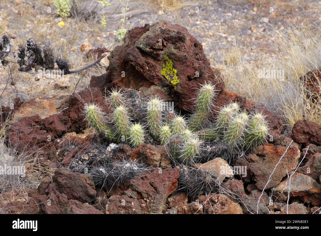 Semi desert zone hi-res stock photography and images - Alamy