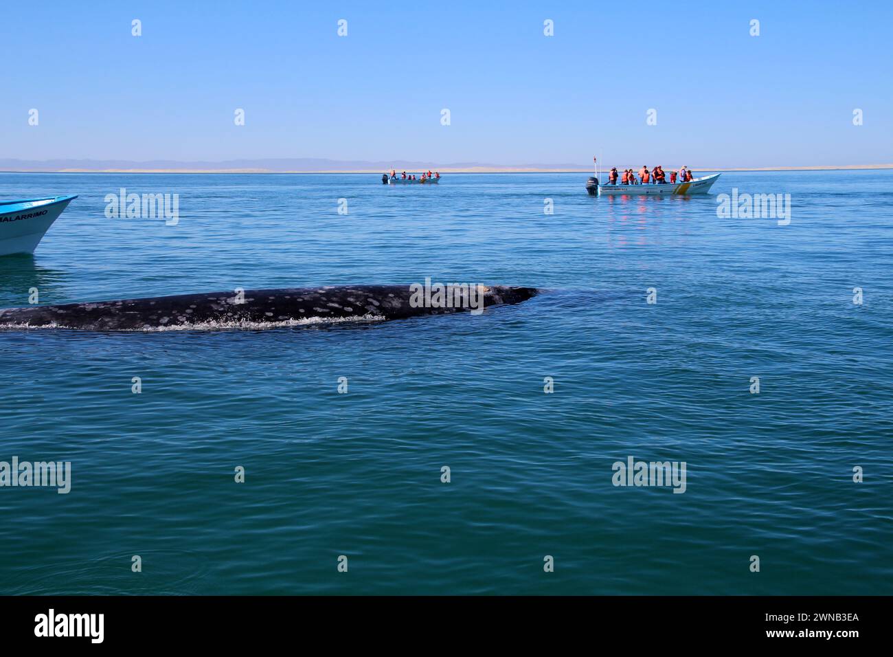 Whale watching Gray whale Baja California Sur, Mexico Stock Photo - Alamy