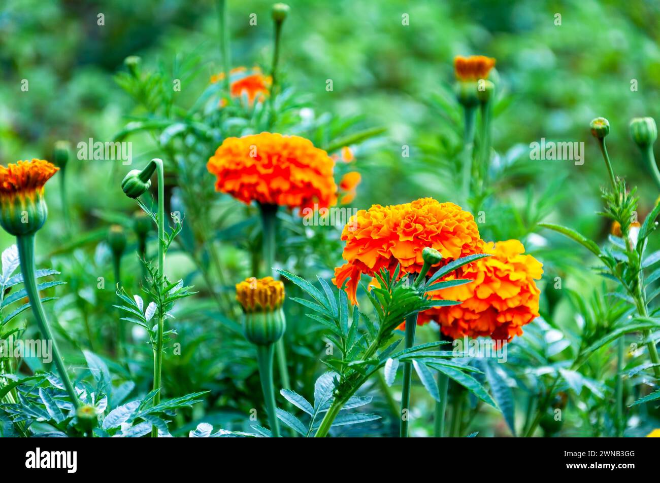 Marigold flowers growing in a flower bed. Flowers of orange marigolds ...