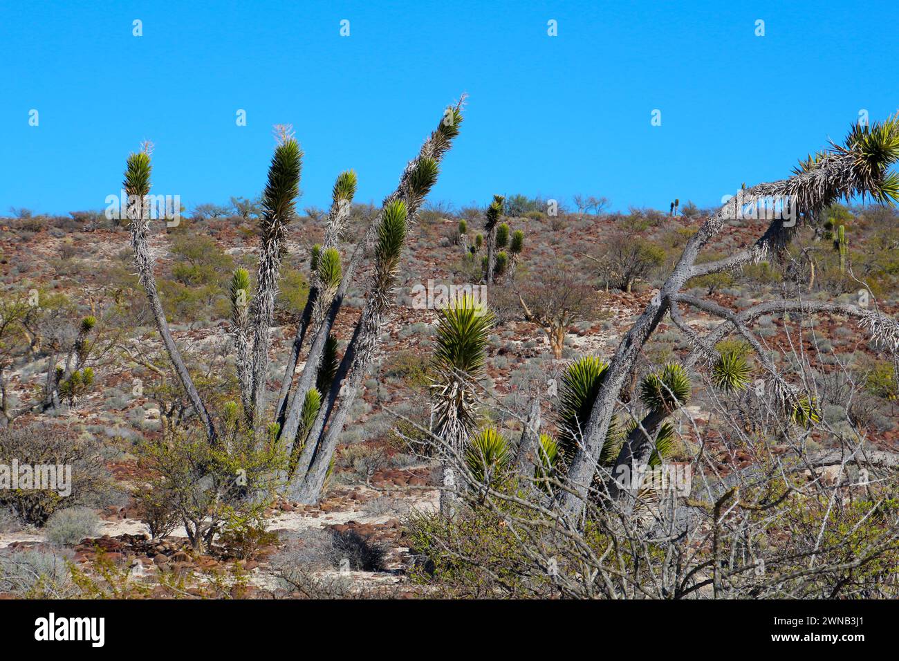 Joshua tree in the semi-desert of Baja California Sur, Mexico Stock ...