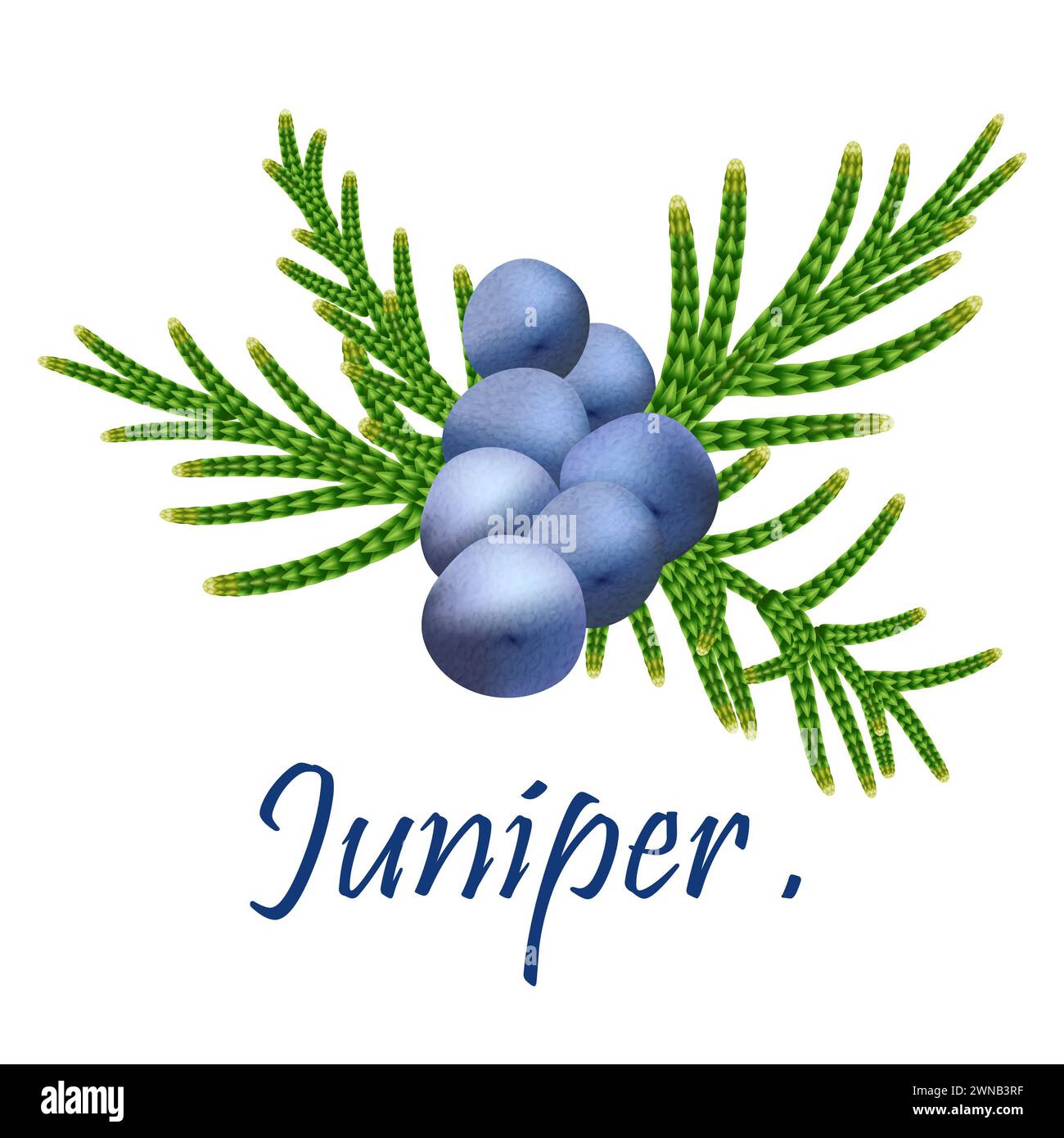 Juniper. juniper berry on branch. Organic essential oil. Beauty and spa ...