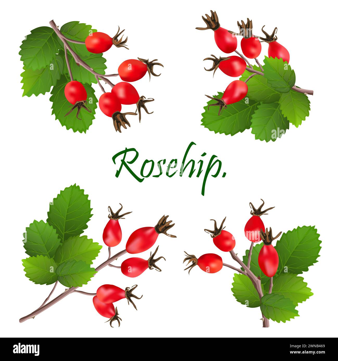 Rose hip flowers berries Cut Out Stock Images & Pictures - Alamy