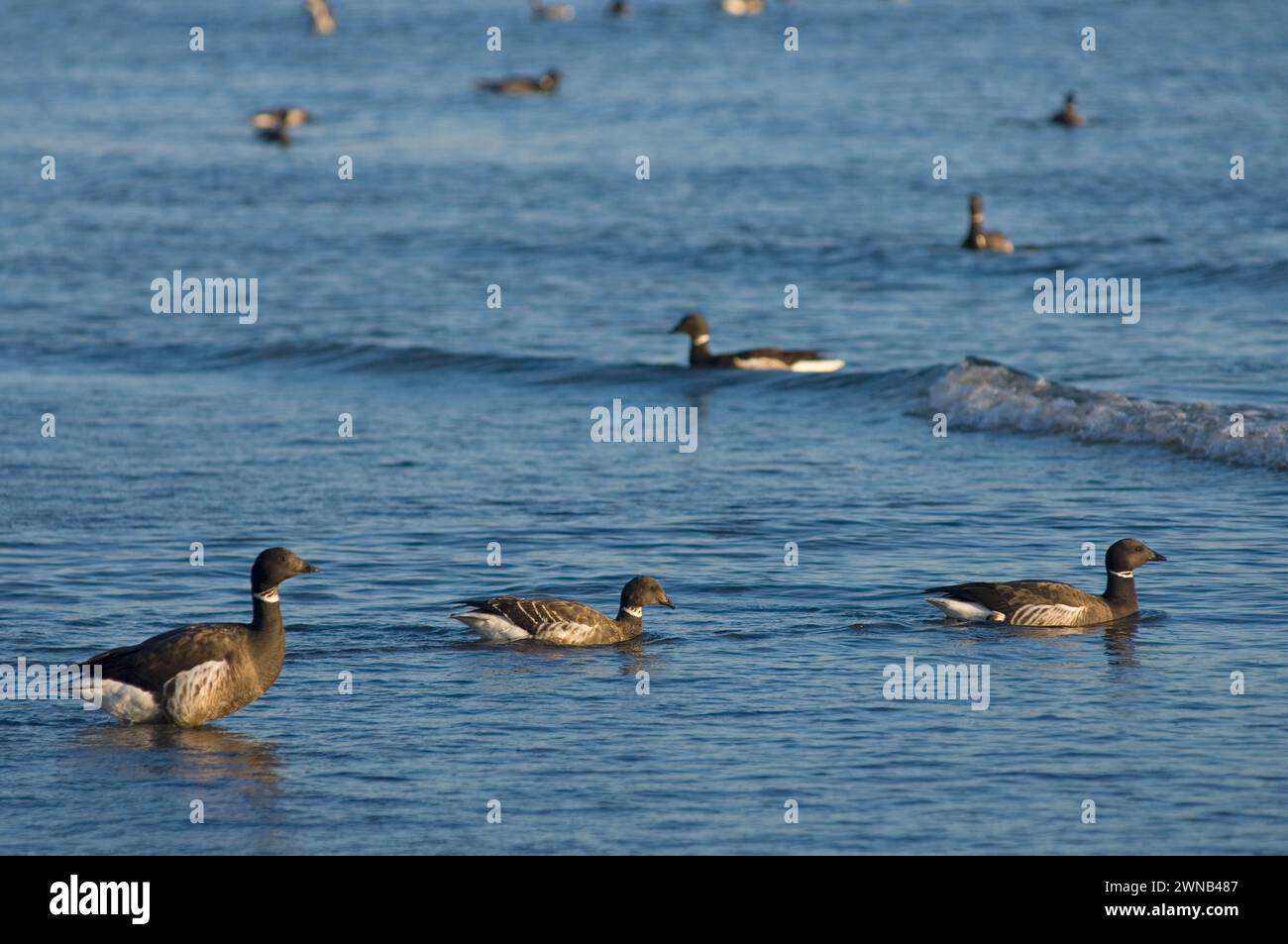 Brant geese Branta bernicla nigricans feeding resting traveling along ...