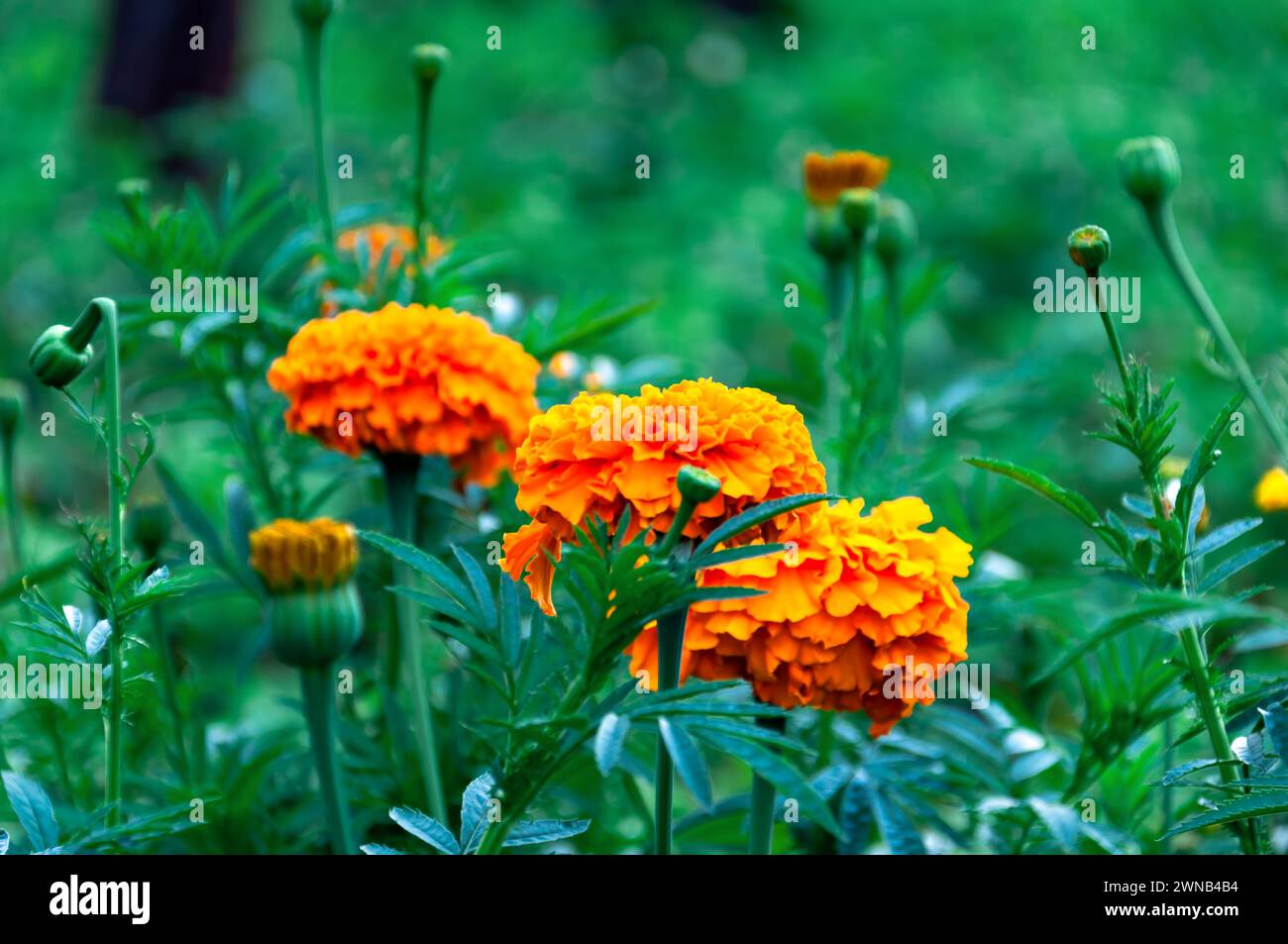 Marigold flowers growing in a flower bed. Flowers of orange marigolds ...