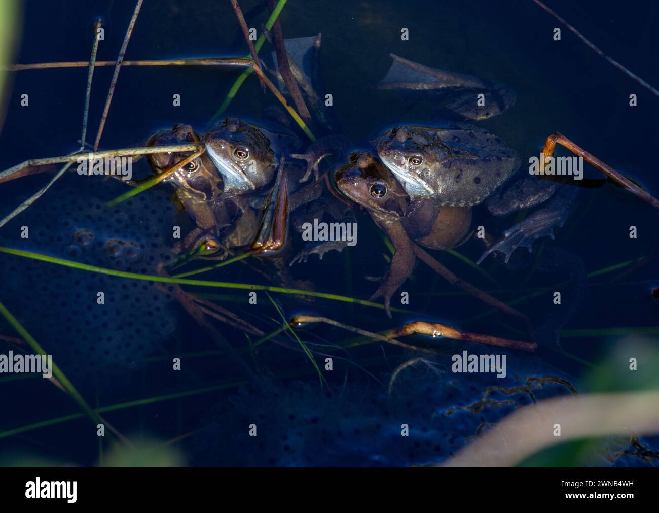 The Common Frog during the breeding season, males and females spawning ...