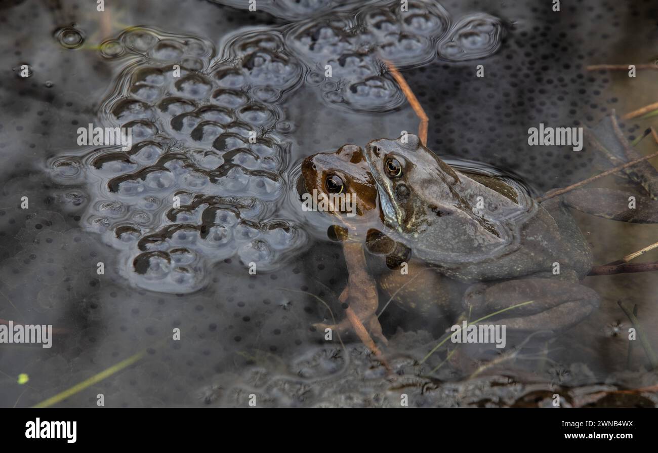 The Common Frog during the breeding season, males and females spawning ...