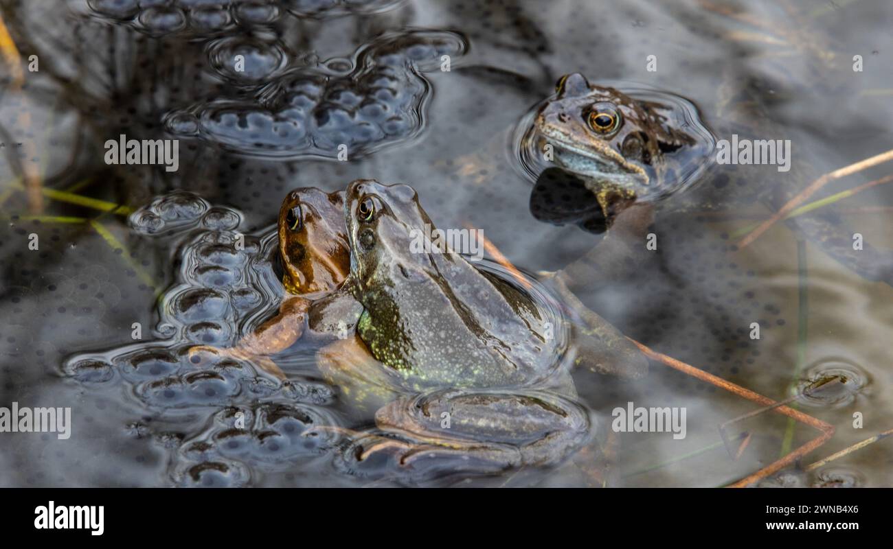 The Common Frog during the breeding season, males and females spawning ...