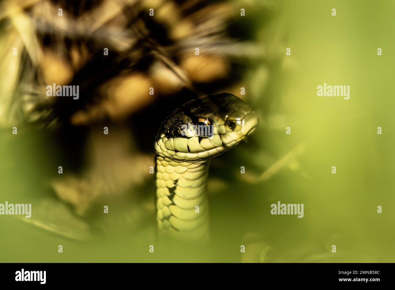 The common garter snake (Thamnophis sirtalis Stock Photo - Alamy