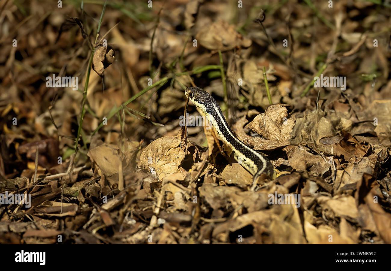 The common garter snake (Thamnophis sirtalis Stock Photo - Alamy