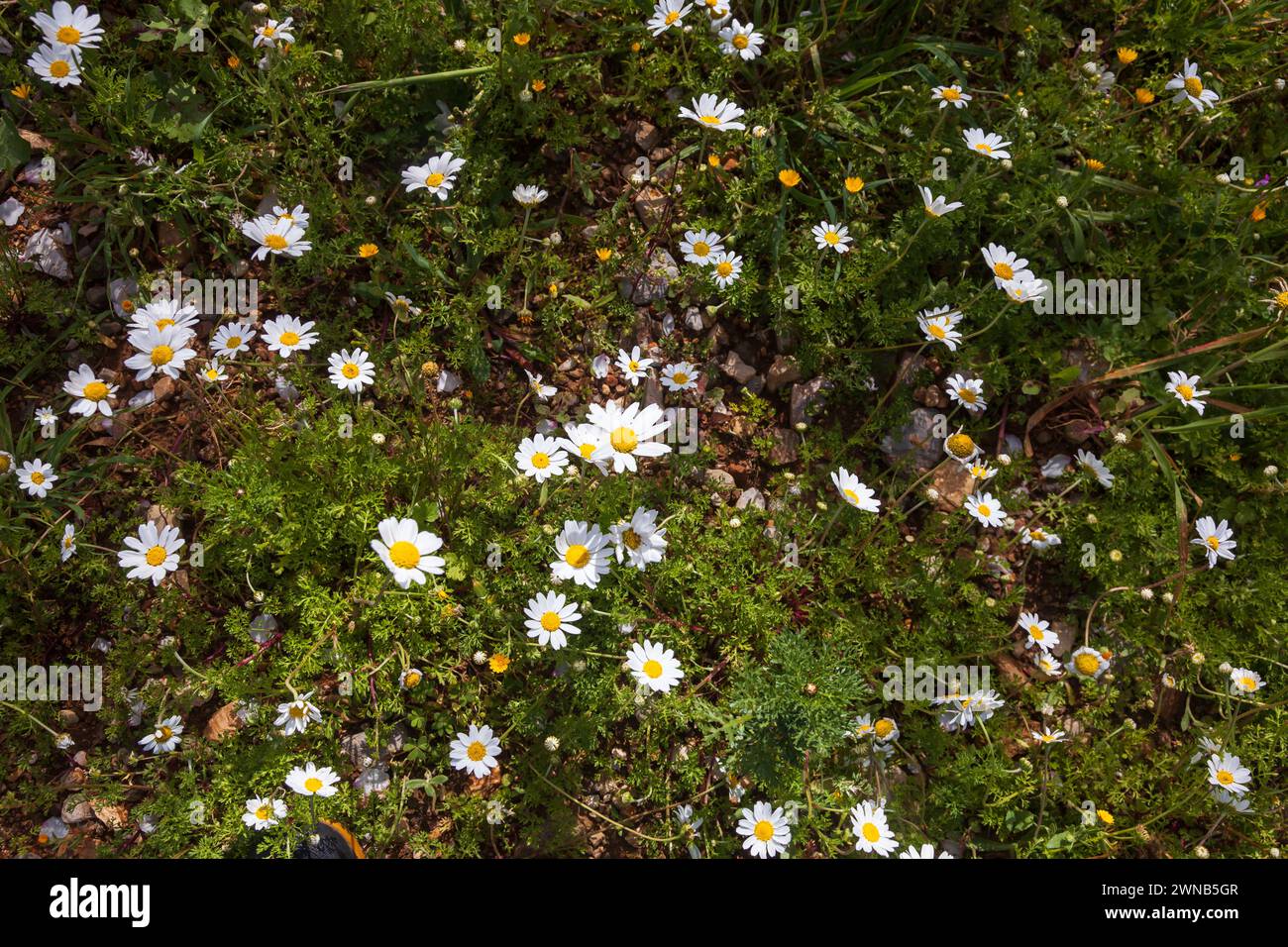 Wildflower stock image hi-res stock photography and images - Alamy