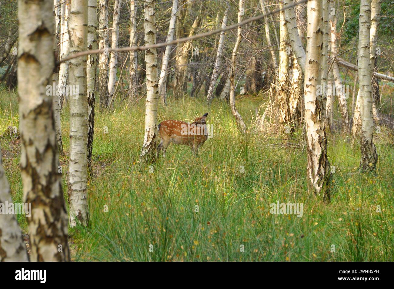 A fallow deer 'Dama dama' among the silver birch trees 'Betula pendula ...