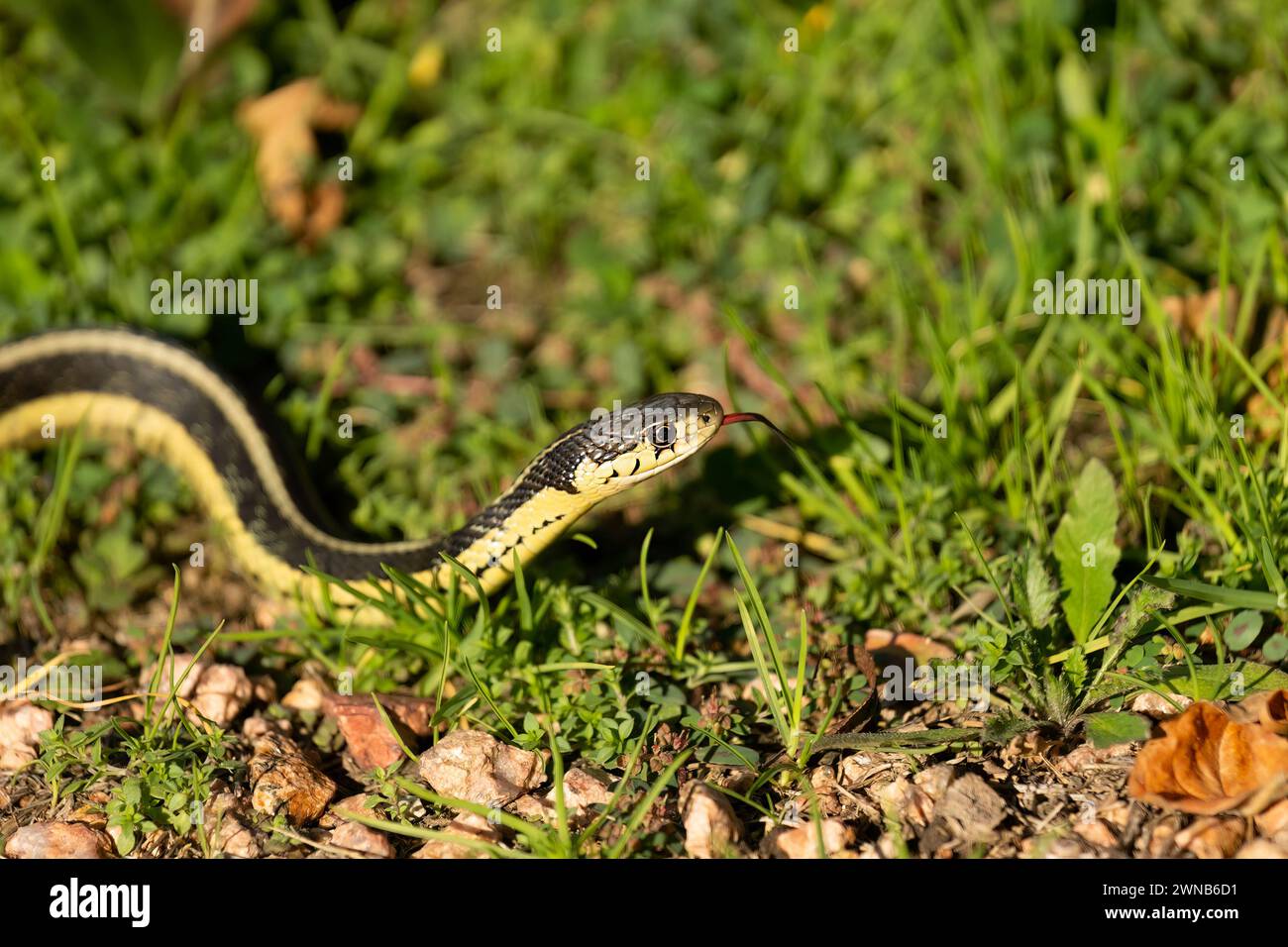 The common garter snake (Thamnophis sirtalis Stock Photo - Alamy